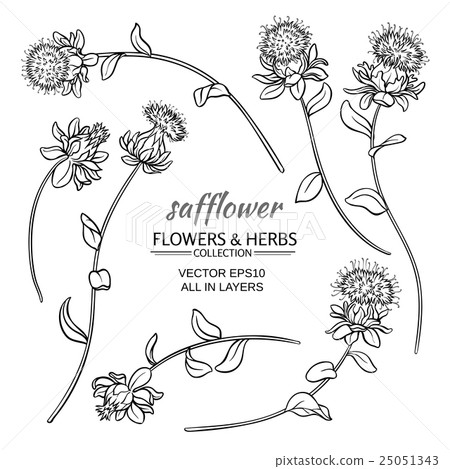 safflower vector set - Stock Illustration [25051343] - PIXTA