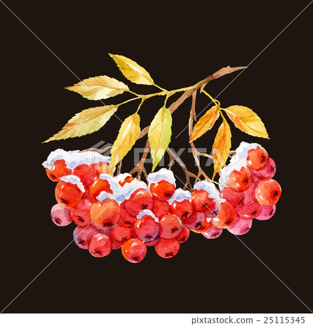Branch of ashberry - Stock Illustration [25115345] - PIXTA