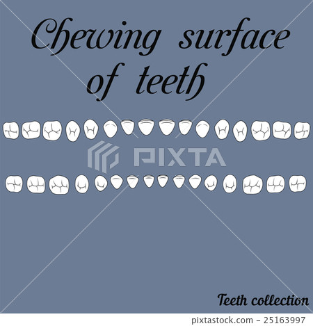 Chewing surface of teeth - Stock Illustration [25163997] - PIXTA
