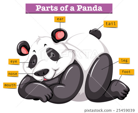 Panda and different parts of the body - Stock Illustration [25459039 ...