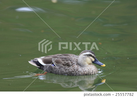 湖面上的Calcamo-照片素材（圖片） [25557782] - PIXTA圖庫