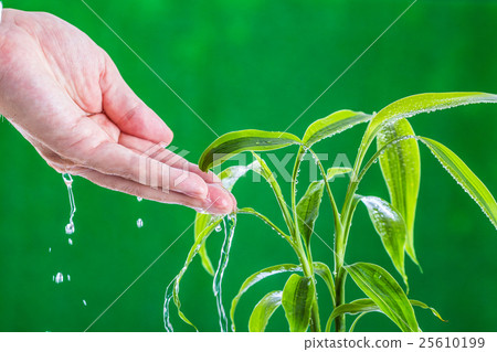 Human hand giving water to plants - Stock Photo [25610199] - PIXTA