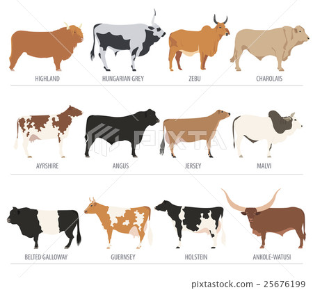 Cattle breeding. Cow, bulls breed icon set - Stock Illustration ...