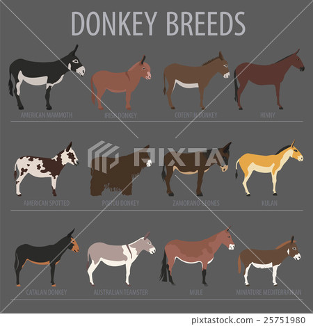 Donkey breeds icon set. Animal farming. - Stock Illustration [25751980 ...