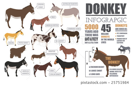 Donkey breeds infographic template - Stock Illustration [25751984] - PIXTA