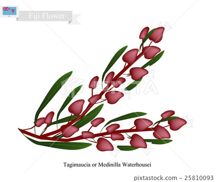 Tagimaucia Flower, The National Flower of Fiji-插圖素材 [25810093] - PIXTA圖庫