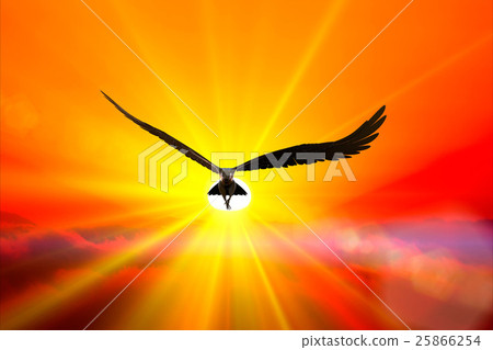 Flapping Eagle - Stock Illustration [25866254] - PIXTA