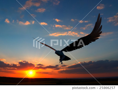 Flapping Eagle - Stock Illustration [25866257] - PIXTA