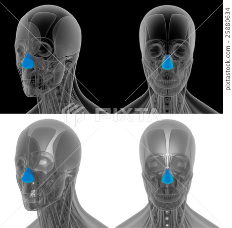 3D render illustration of the dilator naris - Stock Illustration ...
