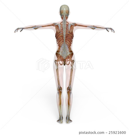 Female human body model - Stock Illustration [25921600] - PIXTA