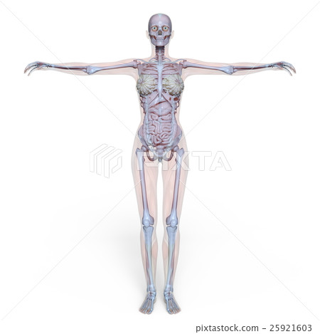 Female human body model - Stock Illustration [25921603] - PIXTA