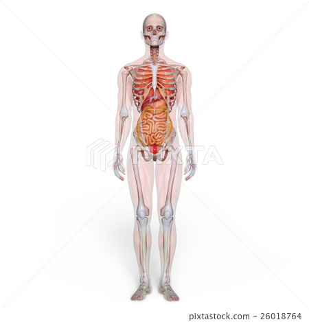 Male human body model - Stock Illustration [26018764] - PIXTA