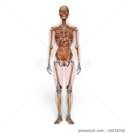 Male human body model - Stock Illustration [26018768] - PIXTA