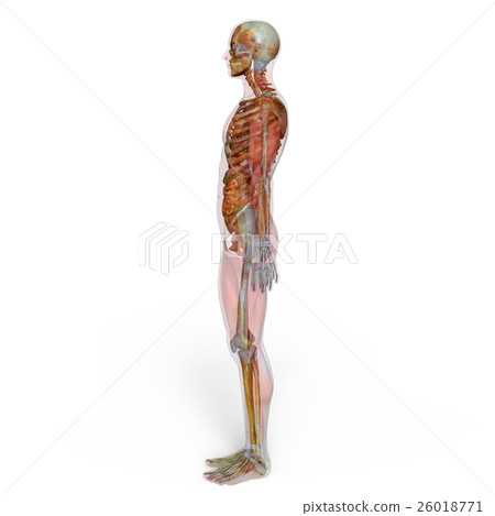 Male human body model - Stock Illustration [26018771] - PIXTA
