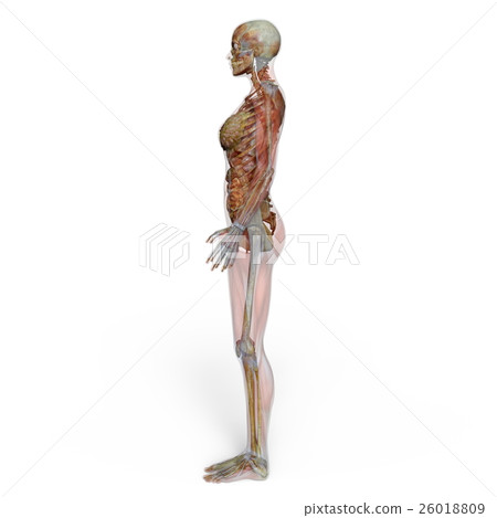 Female human body model - Stock Illustration [26018809] - PIXTA