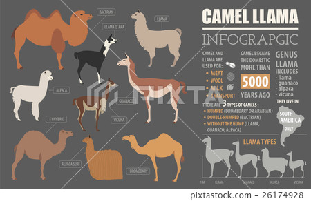 Camel, llama, guanaco, alpaca breeds infographic-插圖素材 [26174928] - PIXTA圖庫