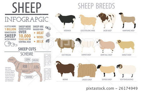 Sheep breed infographic template. Farm animal - Stock Illustration ...