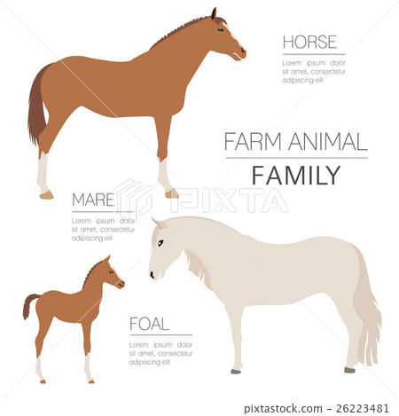 Horse farming infographic. Stallion, mare, foal - Stock Illustration ...