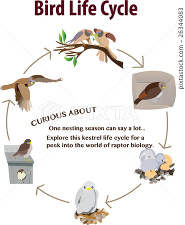 Vector illustration of Bird life cycle - Stock Illustration [26344083 ...