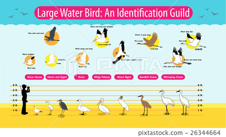 Vector illustration of Water Bird - Stock Illustration [26344664] - PIXTA