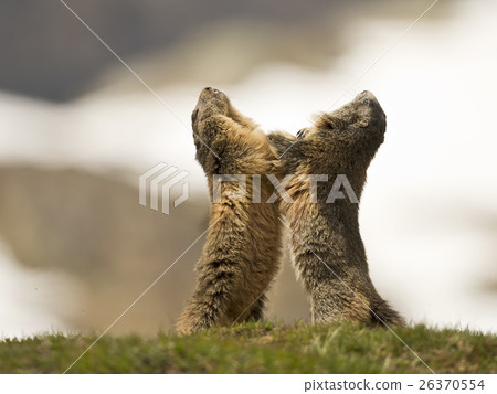 Two Marmot groundhog while fighting-照片素材（圖片） [26370554] - PIXTA圖庫