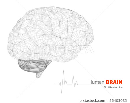 illustration of human brain on white background - Stock Illustration ...