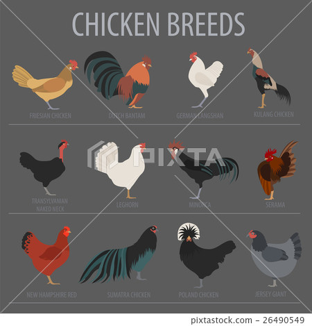 Poultry farming. Chicken breeds icon set. - Stock Illustration ...
