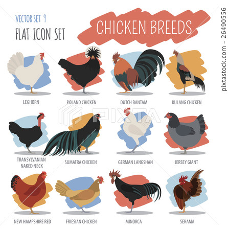 Poultry farming. Chicken breeds icon set. - Stock Illustration ...