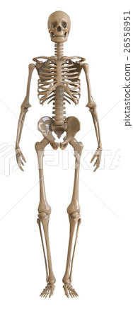 Skeleton front view. Plastic layout of the human - Stock Illustration ...