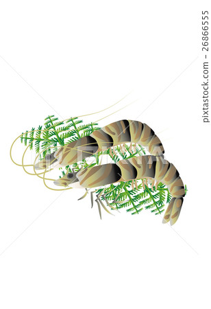 Car shrimp - Stock Illustration [26866555] - PIXTA
