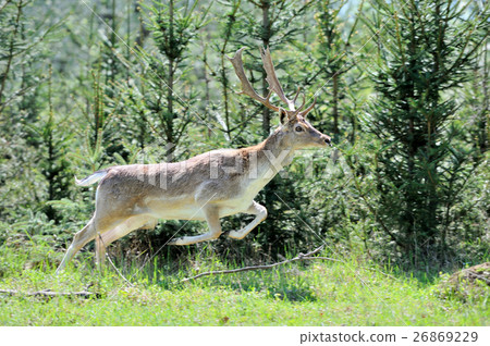 Roe deer-照片素材（圖片） [26869229] - PIXTA圖庫