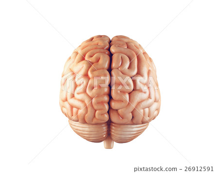 Realistic brain illustration - Stock Illustration [26912591] - PIXTA