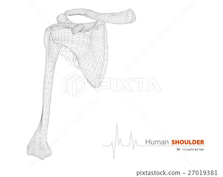 Illustration on Human Anatomy, Shoulder Isolated - Stock Illustration ...