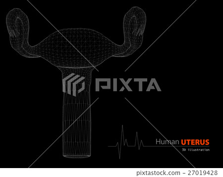 Human Anatomy, Uterus Isolated Background - Stock Illustration ...
