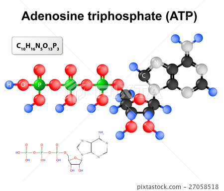 Adenosine triphosphate. ATP - Stock Illustration [27058518] - PIXTA