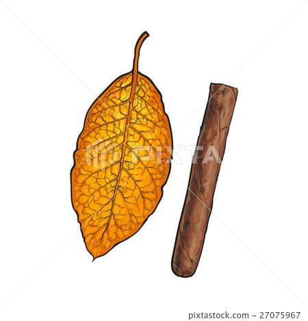 Unlabelled unlit brown Caribbean, Cuban cigar - Stock Illustration ...