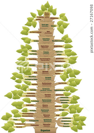 Human Evolution Tree Of Life Phylogenetic - Stock Illustration ...