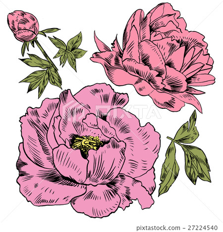 Hand-drawing peonies. Vector graphic flowers - Stock Illustration ...