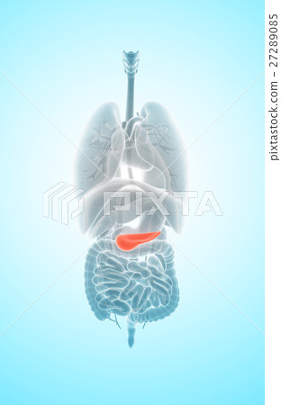 3D illustration of Pancreas - digestive system. - Stock Illustration ...