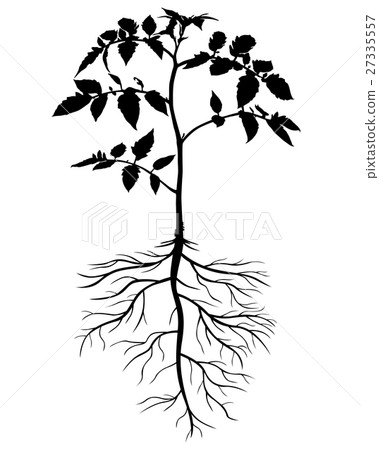 Tomato Plant Line Drawing