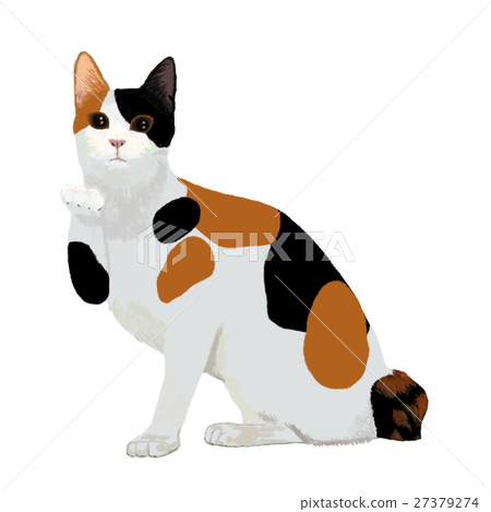 Calico Japanese Bobtail