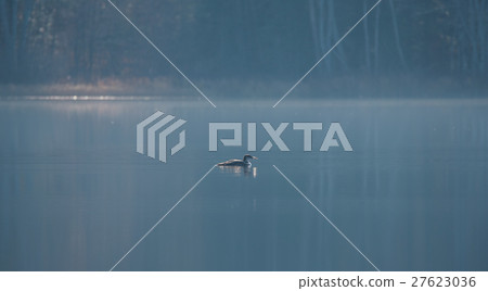 Common Loon - Gavia Immer - in winter colors. - Stock Photo [27623036 ...