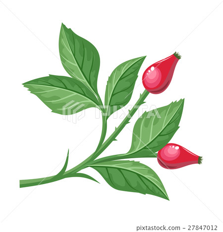 Sweetbrier Vector Illustration in Flat Design - Stock Illustration ...