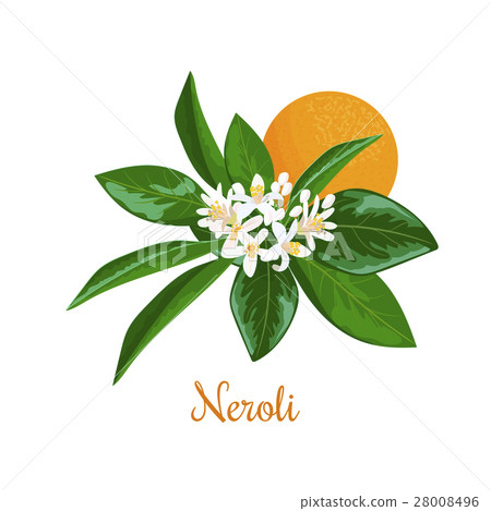 Neroli. bitter orange tree, twig, flowers and - Stock Illustration ...