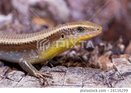 Common Garden Skink Size | Fasci Garden