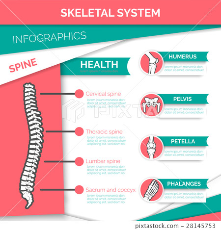 Human skeletal system infographics design - Stock Illustration ...