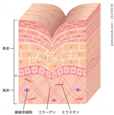 Structural cross section of wrinkle skin - Stock Illustration [28149136 ...
