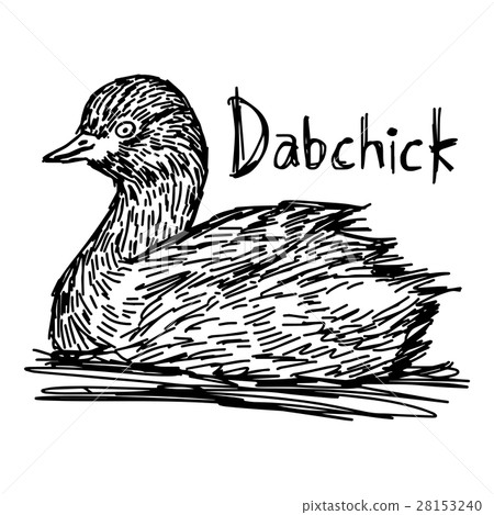 black lines of dabchick - Stock Illustration [28153240] - PIXTA