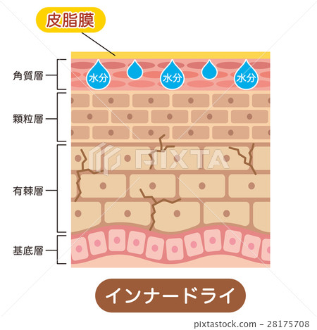 Inner Dry Skin Skin - Stock Illustration [28175708] - PIXTA