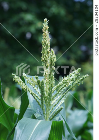 Bulgarian corn male flower language is "treasure" - Stock Photo ...